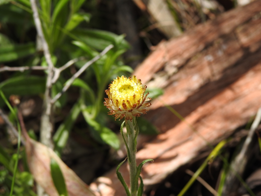 button everlasting from Baluk Willam Nature Conservation Reserve ...
