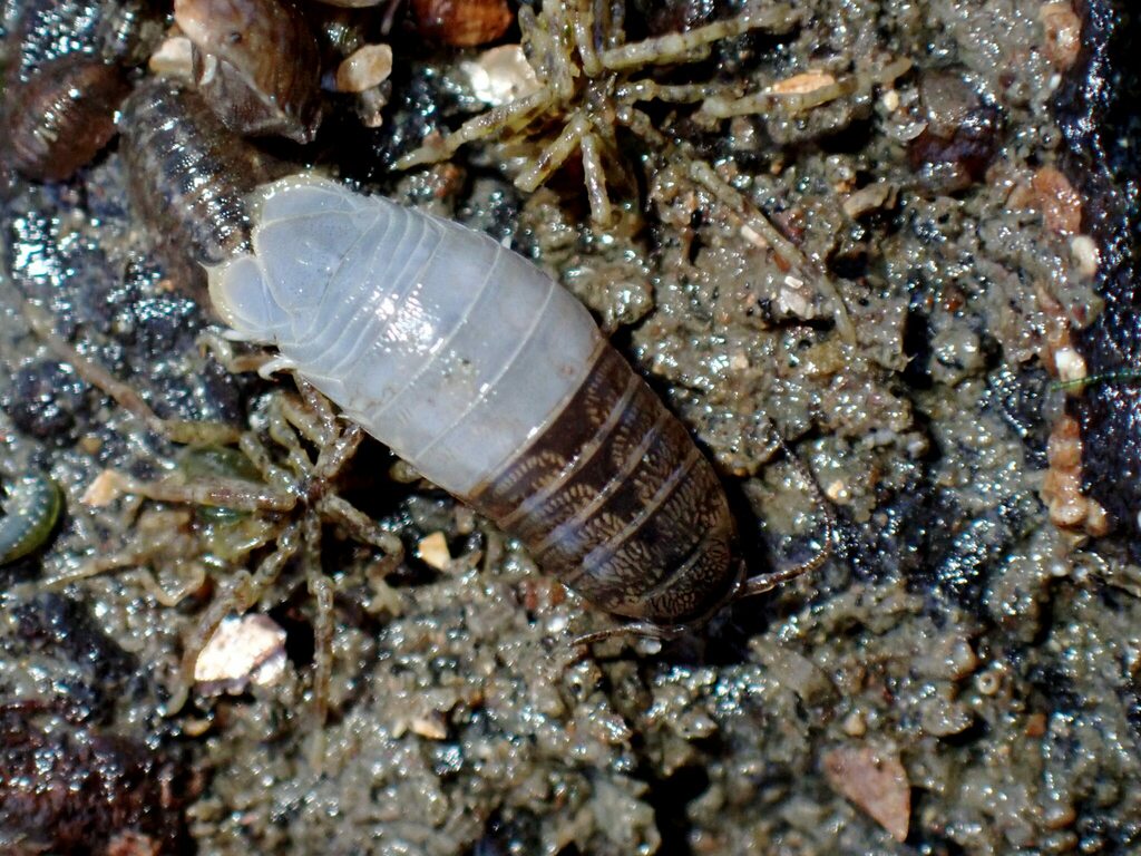 Harford's Isopod from San Mateo, CA, USA on October 13, 2024 at 03:54 ...