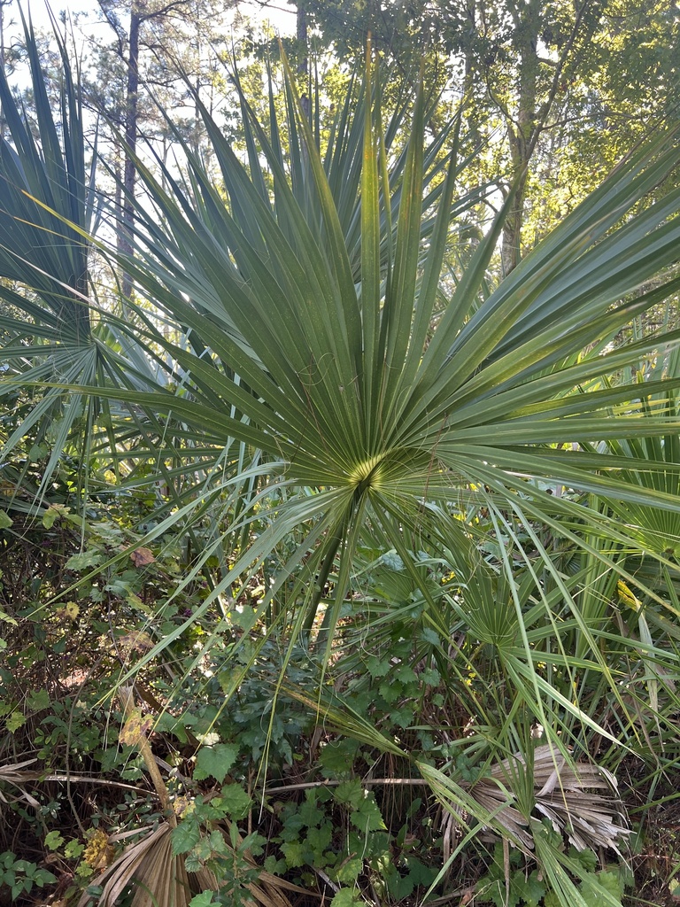 Coryphoideae from University of Central Florida, Orlando, FL, US on ...
