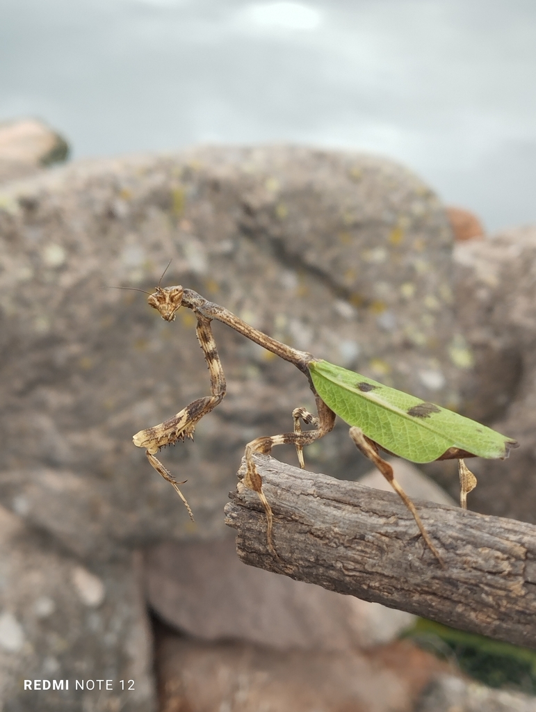 Pseudovates tolteca (Guide to Unicorn Mantises (Tribe Vatini ...