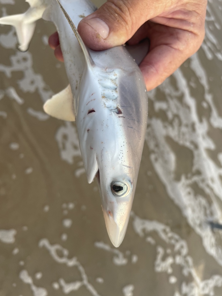 Milk Shark from Wongaling Beach, QLD, AU on October 17, 2024 at 06:04 ...