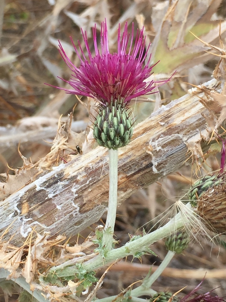 California swamp thistle from Mount Diablo State Park, Walnut Creek, CA ...