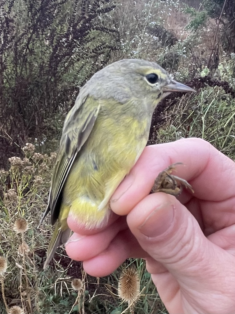 Orange-crowned Warbler in October 2024 by Cricket Raspet. All banding ...