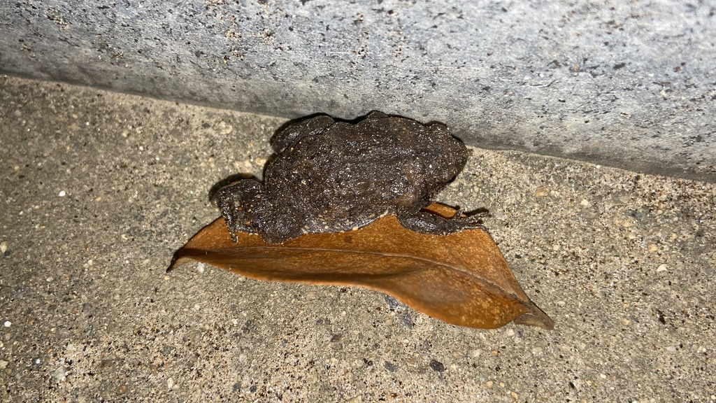 Boreal Digging Frog from 장재리, 아산시, 충청남도, KR on October 16, 2024 at 09: ...