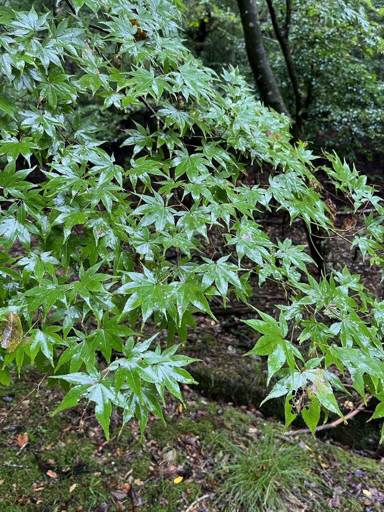 Japanese maple from Hachiyado, Otsu, Shiga 520-0515日本 on October 4 ...