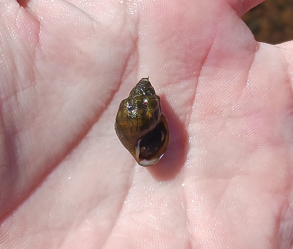 Ornate Rocksnail in October 2024 by Robert Lamb · iNaturalist