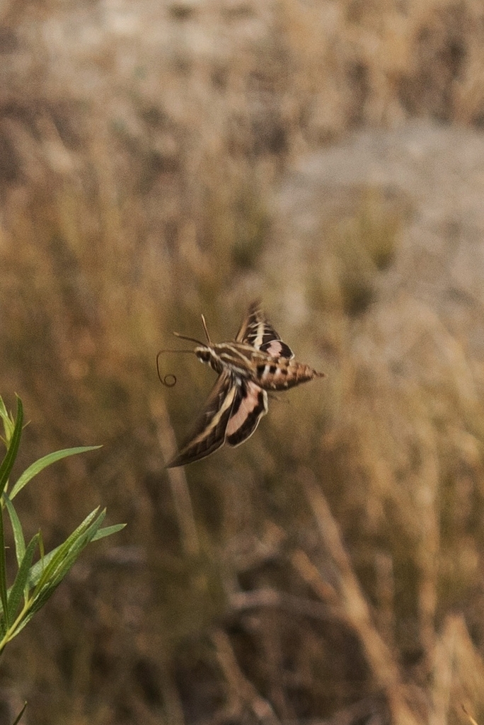 White-lined Sphinx from 32675 Juárez, Chih., México on July 10, 2024 at ...