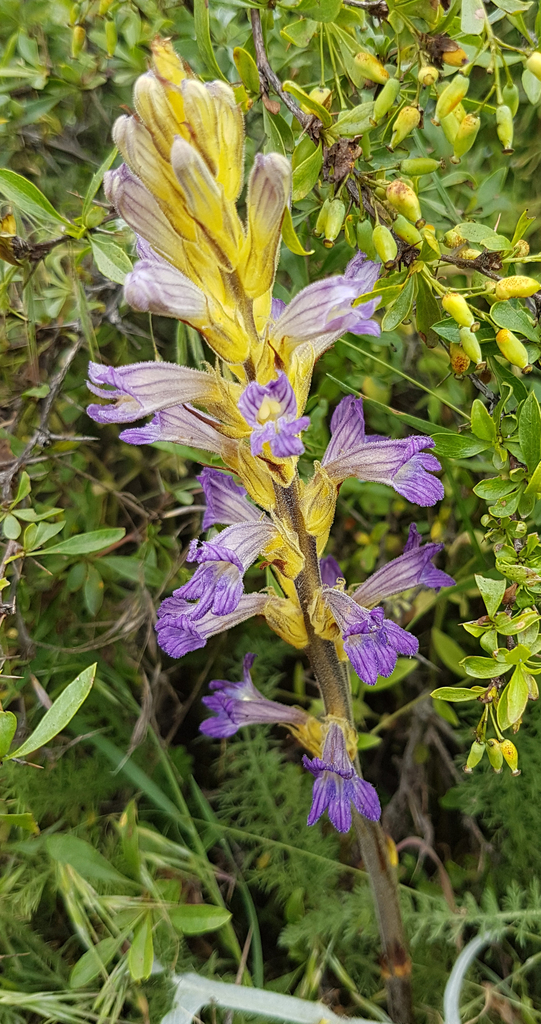 Yarrow Broomrape from Yahyalı, Kayseri, Turkey on June 18, 2019 at 10: ...