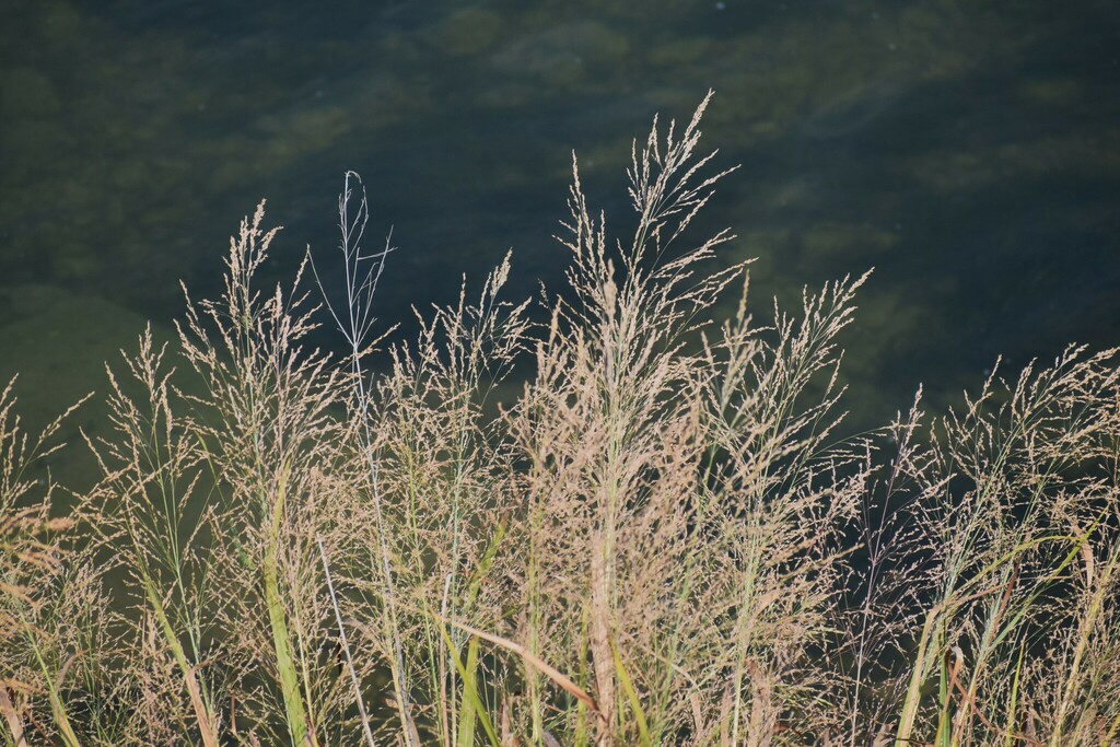 switchgrass from Montopolis, Austin, TX 78741, USA on October 16, 2024 ...