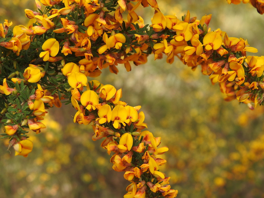 rusty bush-pea from Baluk Willam Nature Conservation Reserve, Courtneys ...