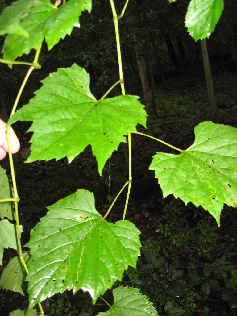 Riverbank Grape (Plants of Lathrop State Park) · iNaturalist