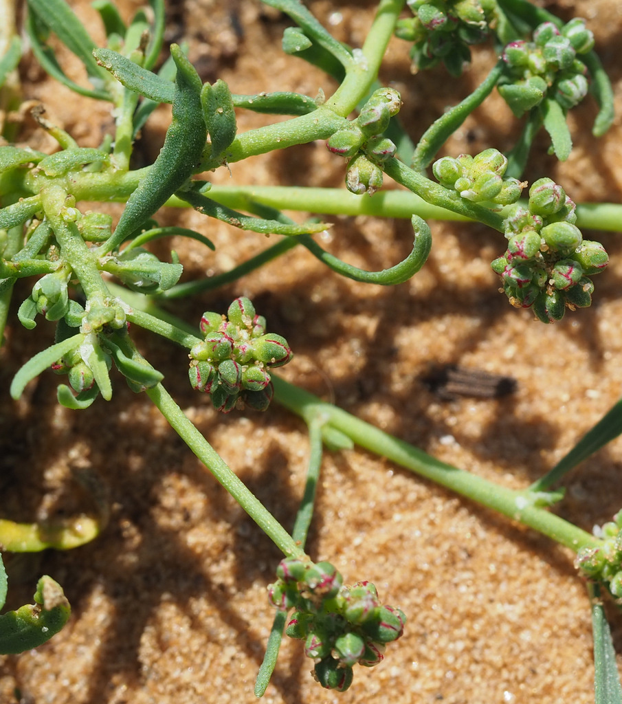 Strapwort in April 2018 by Ron Frumkin · iNaturalist
