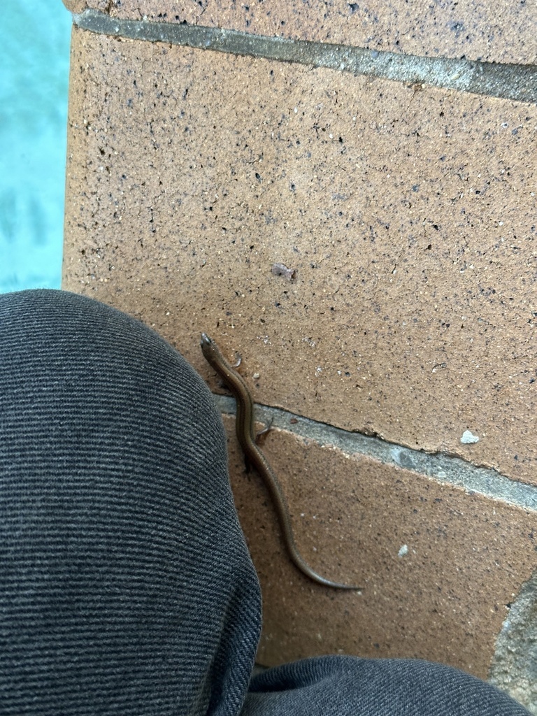 Northern Mulch Skink from Cavalcade Rd, Humpty Doo, NT, AU on October ...