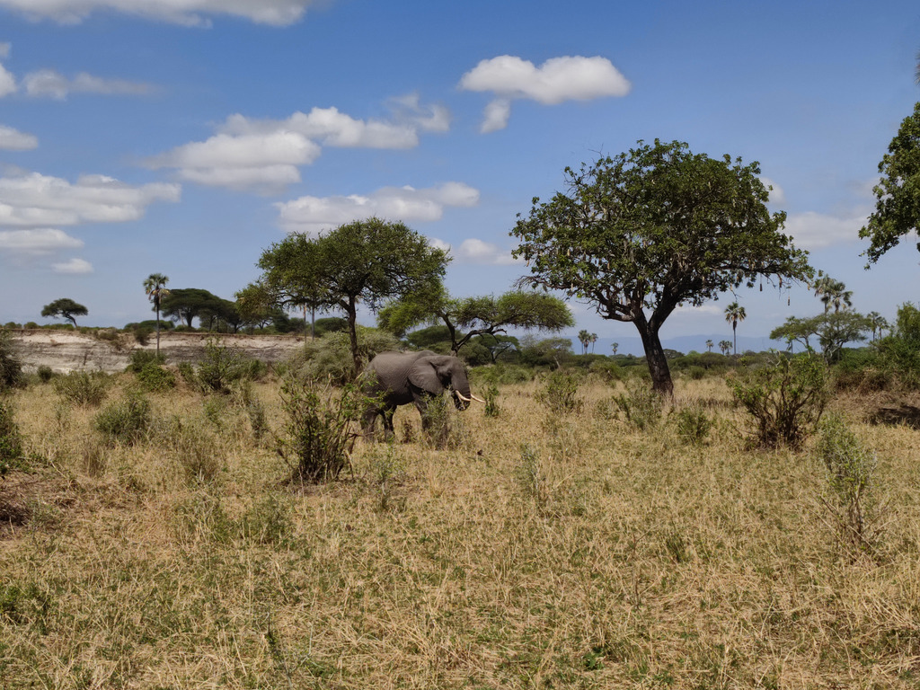 Savanna Elephant in November 2021 by Alexey P. Seregin. Trip to ...