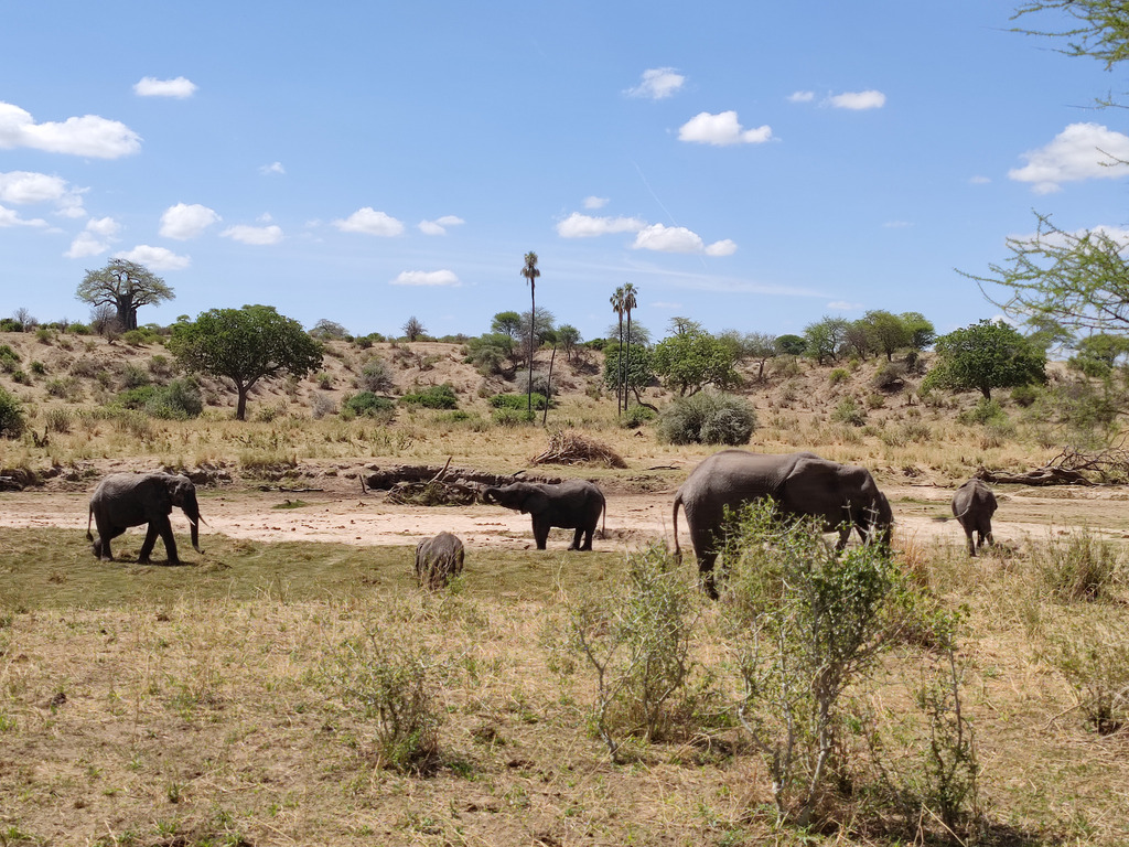 Savanna Elephant in November 2021 by Alexey P. Seregin. Trip to ...