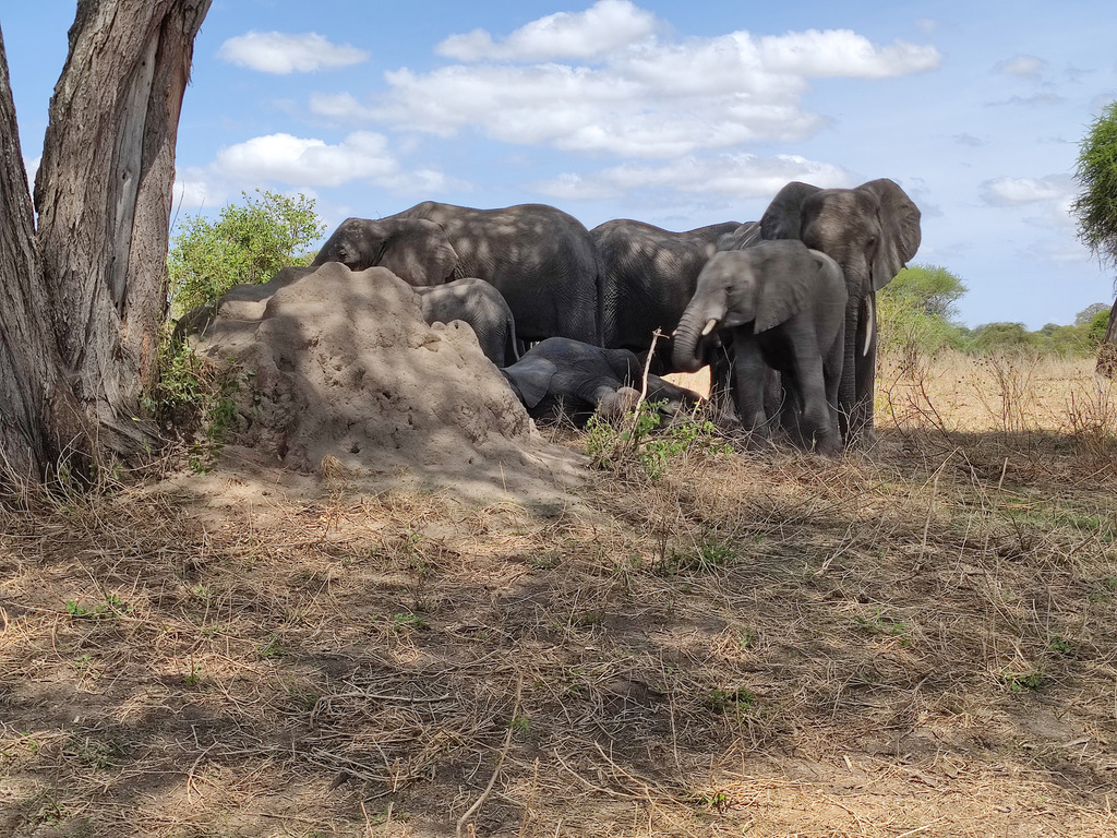 African Savanna Elephant in November 2021 by Alexey P. Seregin. Trip to ...