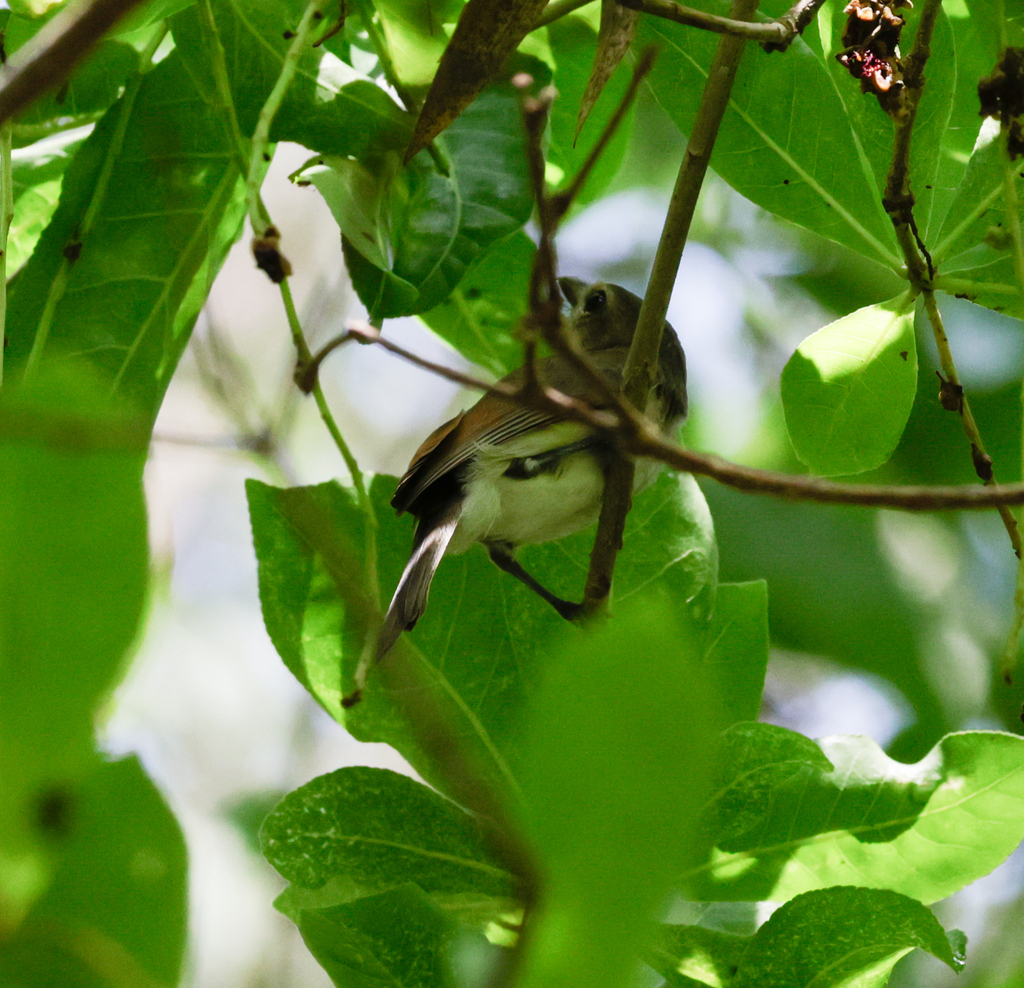 Grey Whistler from Middle Point NT 0822, Australia on October 15, 2024 ...