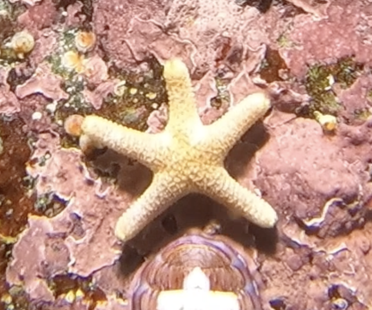 Blood Stars from Monterey County, CA, USA on October 12, 2024 at 09:40 ...
