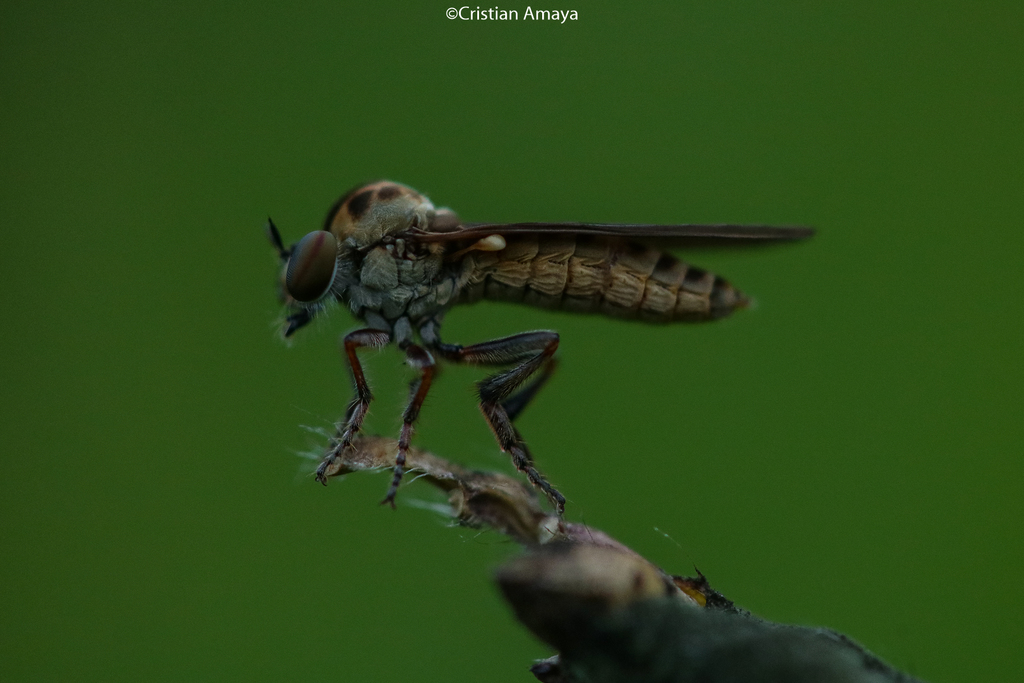 Gnat Ogres from Pueblo Viejo, La Estrella, Antioquia, Colombia on July ...