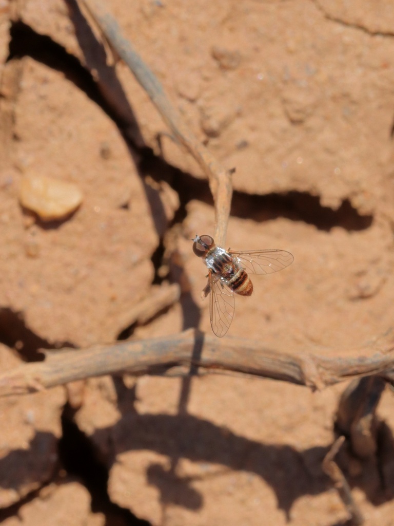 banded bee flies from Carnarvon WA 6701, Australia on October 10, 2024 ...