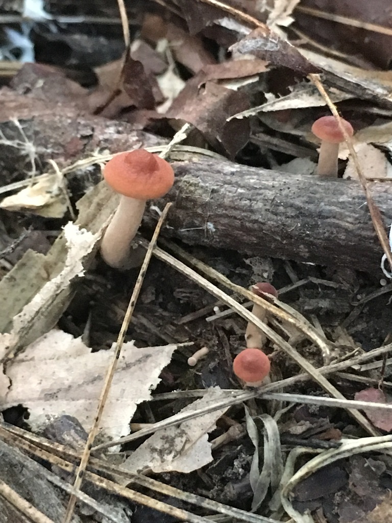 Lactarius subserifluus from Orange County, IN, USA on July 7, 2019 at ...