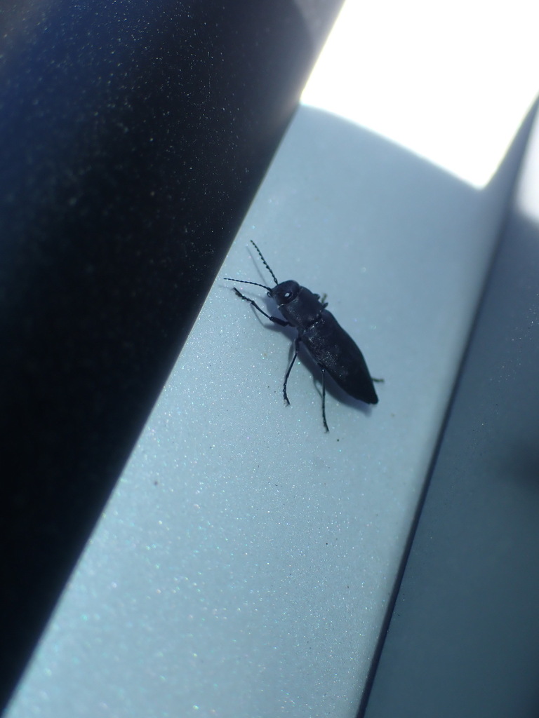 Black Fire Beetle from Fraser Valley, BC, Canada on September 5, 2024 ...