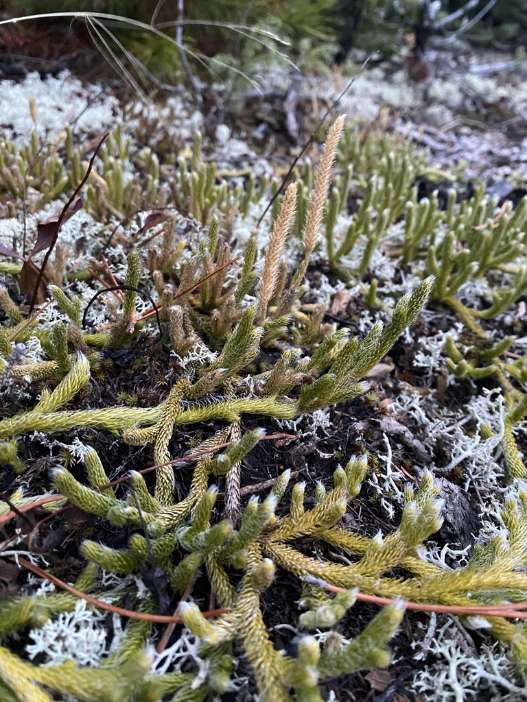 arctic stag's-horn clubmoss from Highway 33, Big Lakes County, AB, CA ...