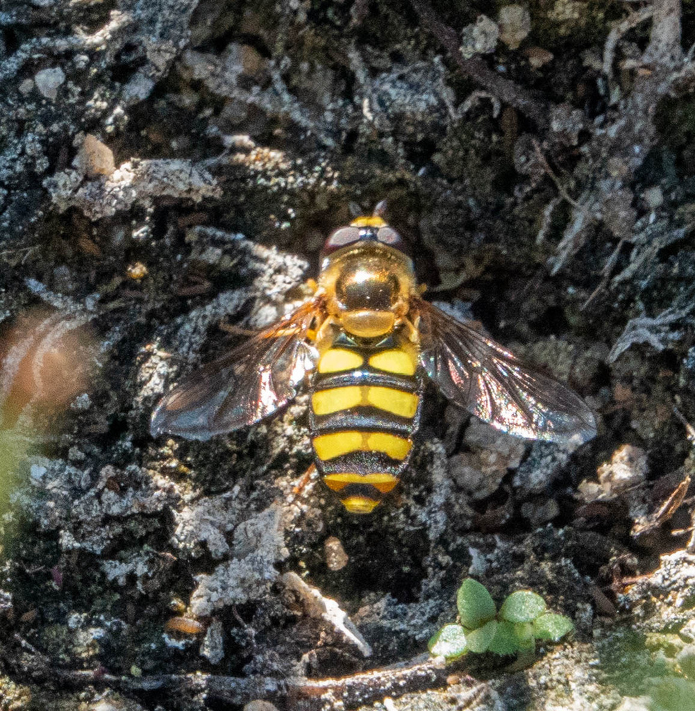 Metasyrphus from San Bernardino National Forest, Big Bear Lake, CA, US ...