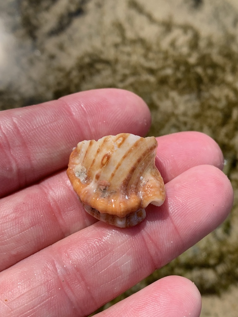 Granular Frog Shell from Urunga, NSW, AU on October 17, 2024 at 02:34 ...