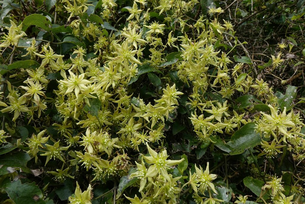 Clematis foetida from Leith Valley, Dunedin 9010, New Zealand on ...