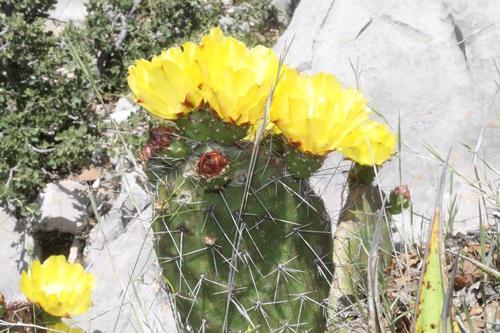 Nopal Sacasil (Opuntia pachyrrhiza)