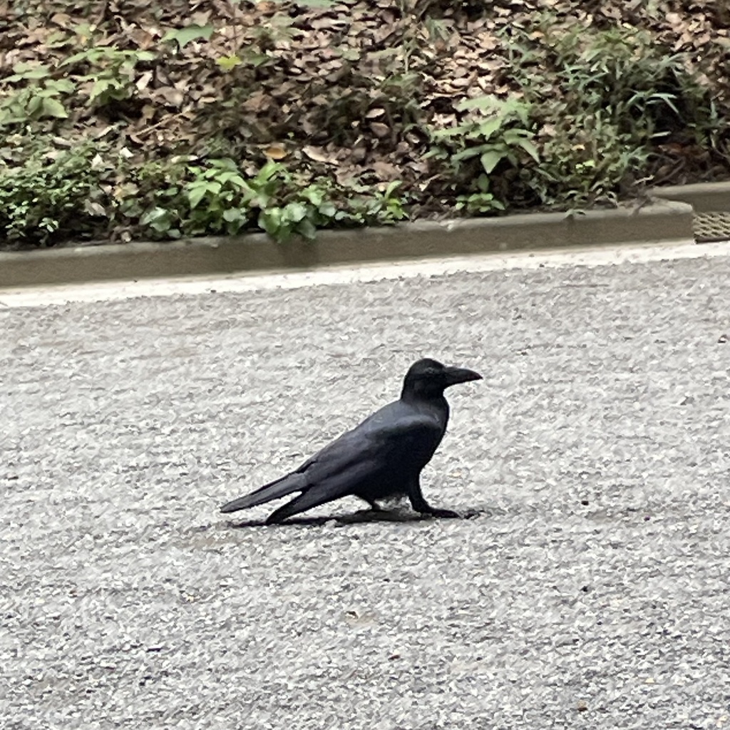 Large-billed Crow from Meiji Jingu, Shibuya, Tokyo, JP on October 17 ...