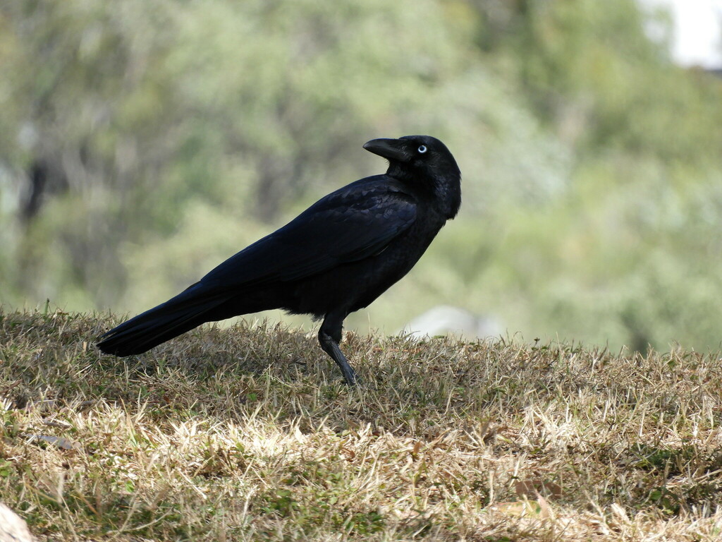 Torresian Crow from Rockhampton QLD, Australia on September 1, 2019 at ...