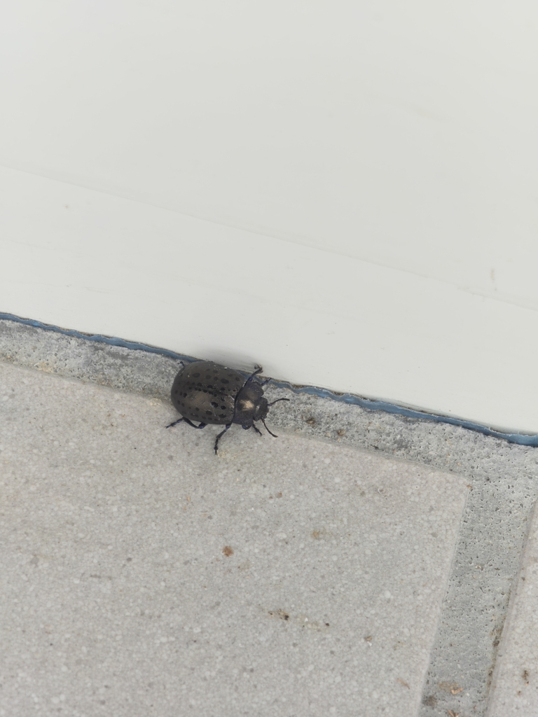 Chrysolina exanthematica exanthematica from 900-3 Tomari, Itoshima ...