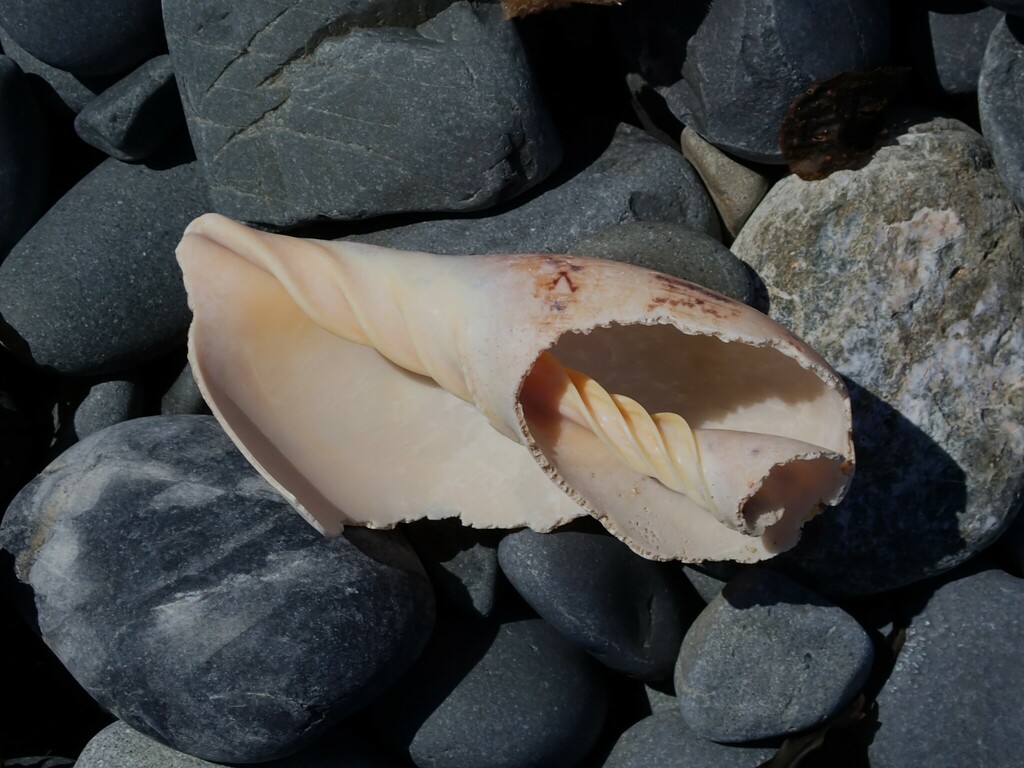 Magnificent Volute from Sandy Beach NSW 2456, Australia on October 17 ...