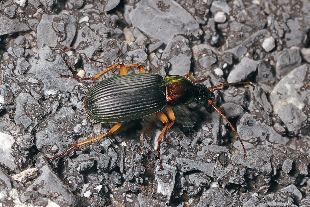 Chlaenius praefectus from 中国广东省韶关市乳源瑶族自治县 on September 23, 2023 at 09: ...