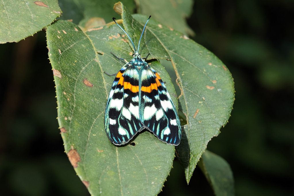 Erasmia pulchella from 中国广东省韶关市乳源瑶族自治县 on September 23, 2023 at 12:05 ...
