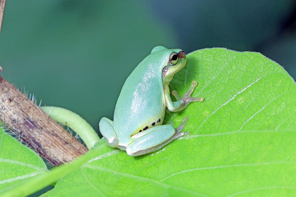 Common Chinese Tree Frog from 中国广东省韶关市乳源瑶族自治县 on September 24, 2023 at ...