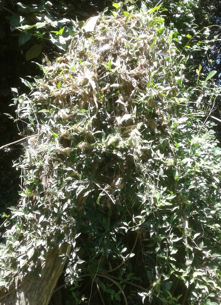 Hypocosmia pyrochroma from Boompa QLD 4621, Australia on March 1, 2018 ...