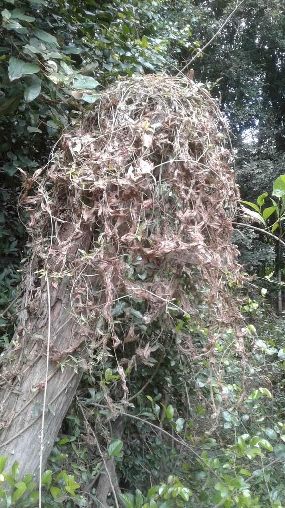 Hypocosmia pyrochroma from Boompa QLD 4621, Australia on March 22, 2018 ...