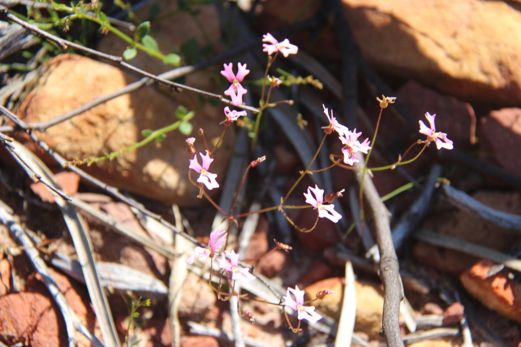 Foot Triggerplant from Kalbarri WA 6536, Australia on September 07 ...