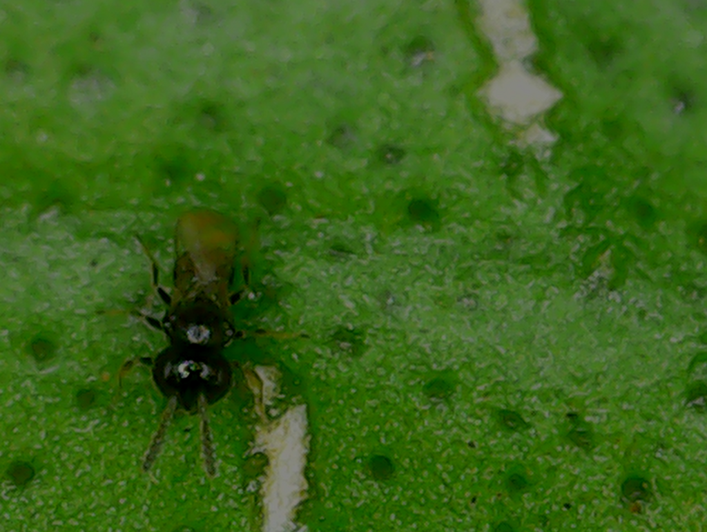 Telenominae from Kaohsiung, TW-KH, TW on October 16, 2024 at 04:12 PM ...