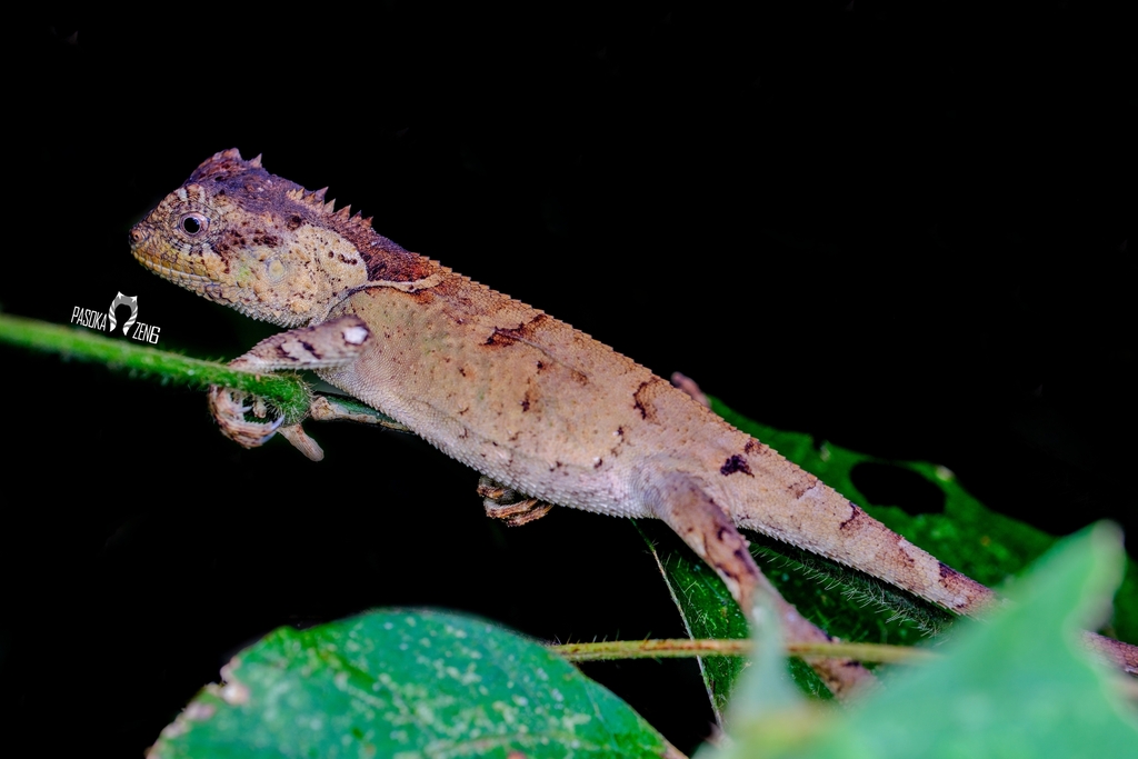 Scale-bellied Tree Lizard from 中国福建省南平市武夷山市 on October 6, 2024 at 04:27 ...
