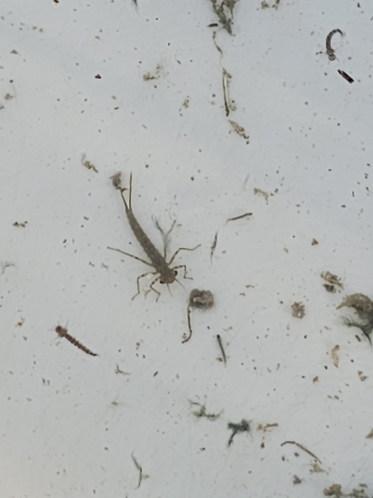 Damselflies from Pickering YO18 8EA, UK on October 17, 2024 at 09:41 AM ...