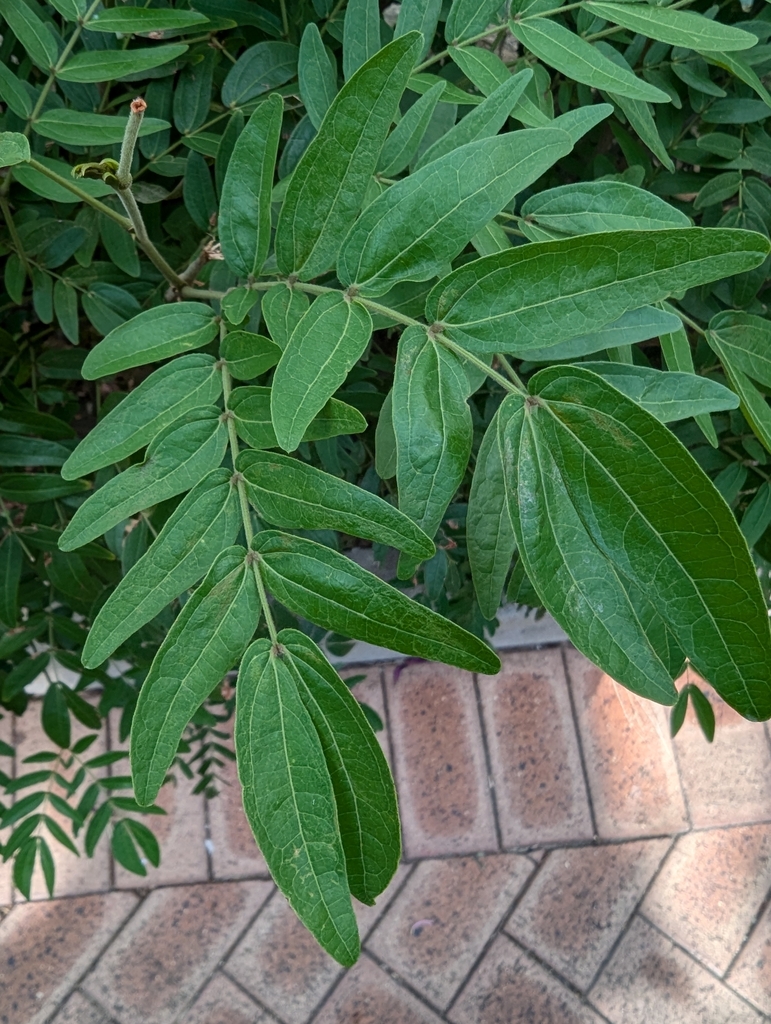 scarlet powder-puff from Glorious Garden, TMTL 405, Tuen Mun, N.T ...