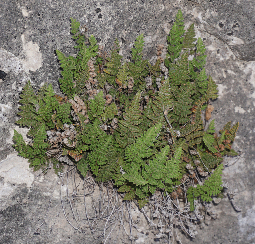 Fee's lip fern from Coconino County, AZ, USA on June 27, 2019 at 03:37 ...