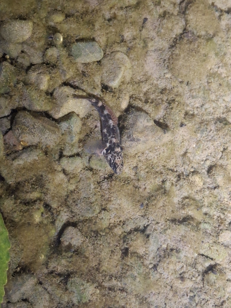 Redfin Bully from Paraparaumu, New Zealand on October 17, 2024 at 10:30 ...