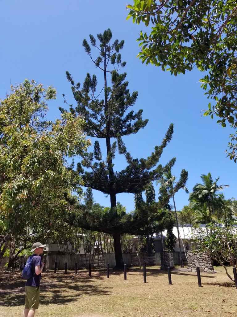 Hoop pine from Port Douglas QLD, Australia on October 17, 2024 at 12:35 ...