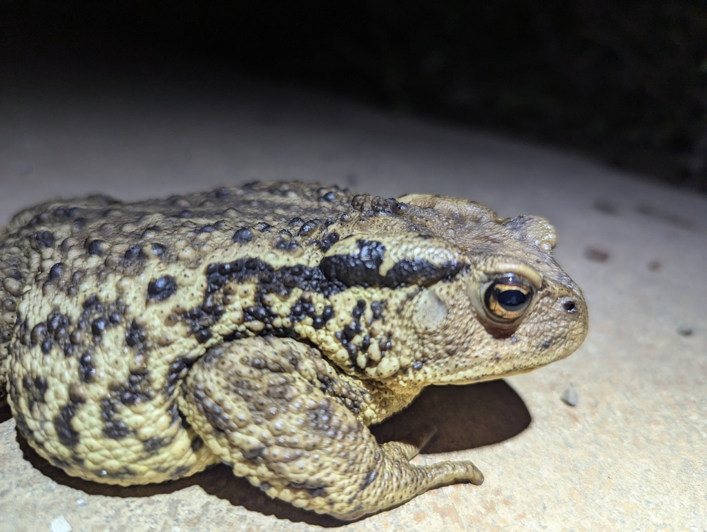Old World Toads from 中国文山壮族苗族自治州文山市 邮政编码: 663001 on October 14, 2024 at ...