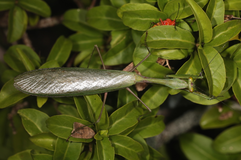 Tisma acutipennis from 马达加斯加岛伊法纳迪亚纳 on December 23, 2016 at 06:55 AM by ...